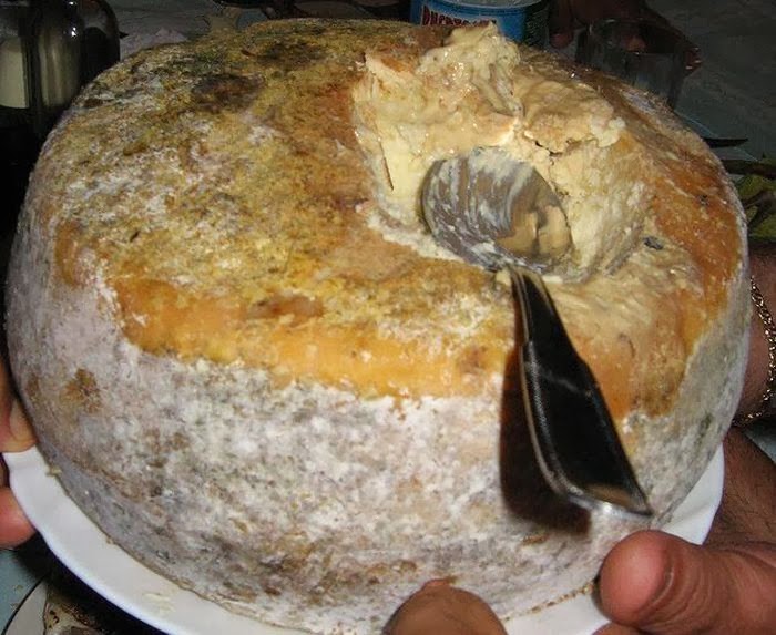 PLANETA MUERTO: Queso con larvas de moscas vivas(Imágenes y video)