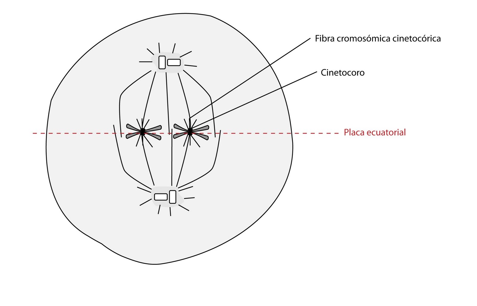 el moderno prometeo: Breve introducción a la división celular: mitosis ...