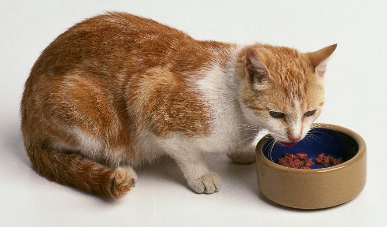 Cat Lucky: Feeding Cats The Proper Diet For A Healthy Life