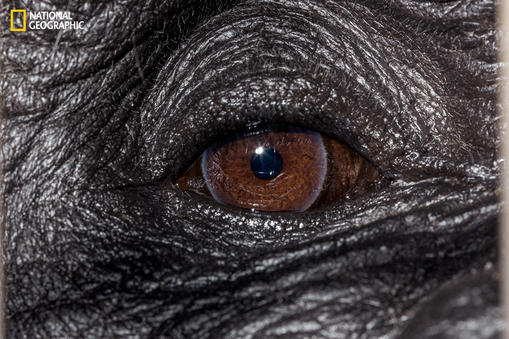 White Wolf : National Geographic takes a fascinating close-up look at ...