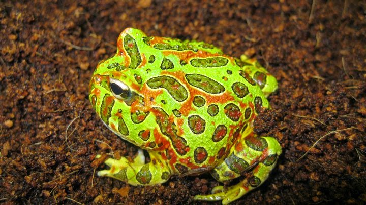 HCS Aquarium: Pacman Frog