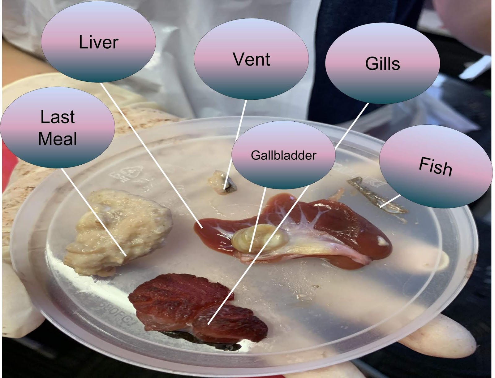 Isabella : Eel Dissection Diagram - WARNING: Eels inside's shown