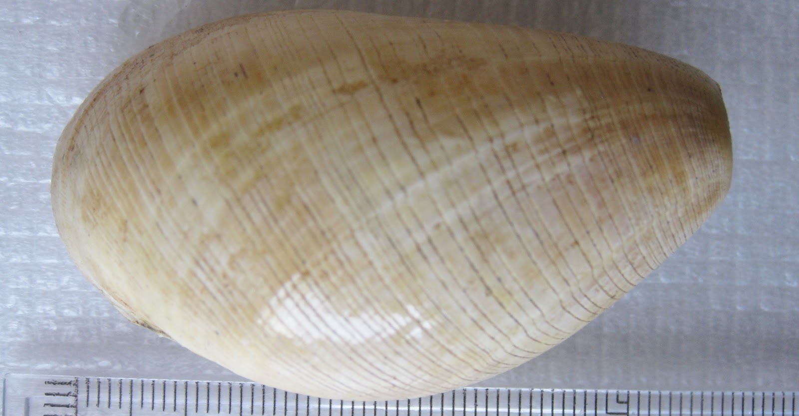 CUNCHAS DE ESTEIRO: Scaphander lignarius