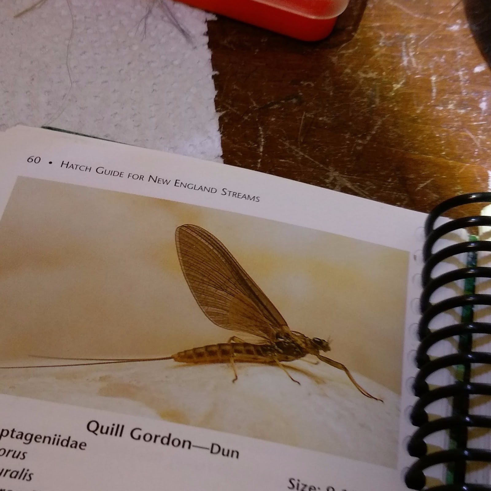 Welcome to the Millers River Fly Fishing Forum : Important Mayflies ...