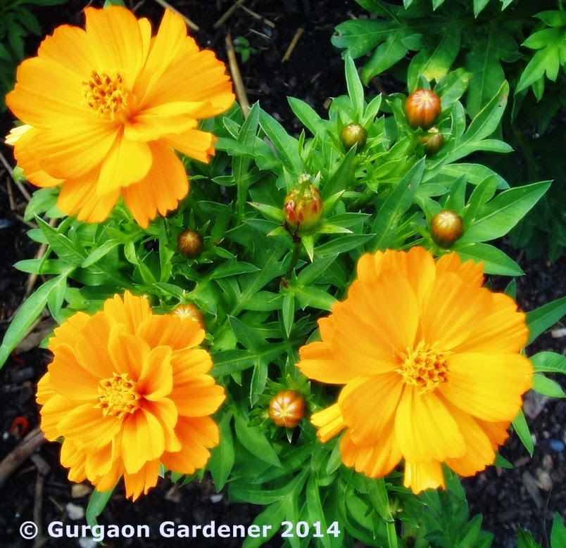 Gurgaon Gardener: Summer Sizzler - 4. Cosmos Sulphureus (Orange cosmos ...