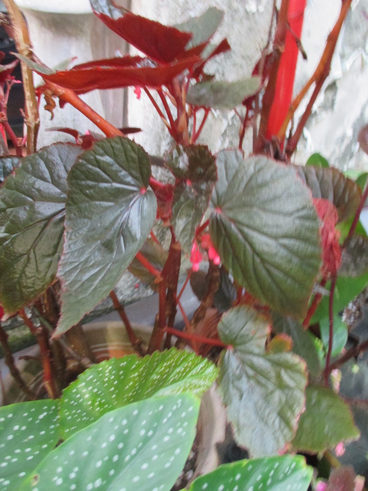 Garden Chronicles of James David: Cane Begonia Collection