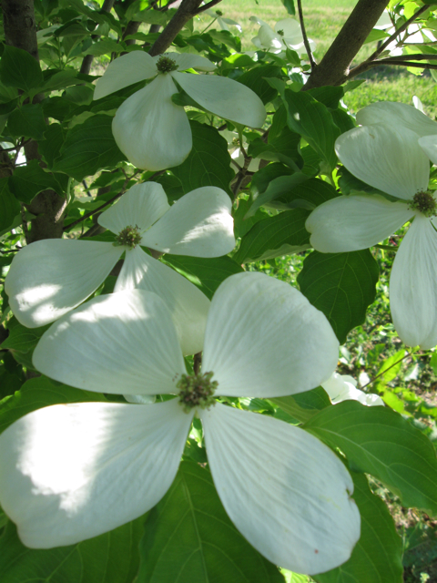 IPN Leaf Line: Pre-Dug Cornus kousa's are blooming!