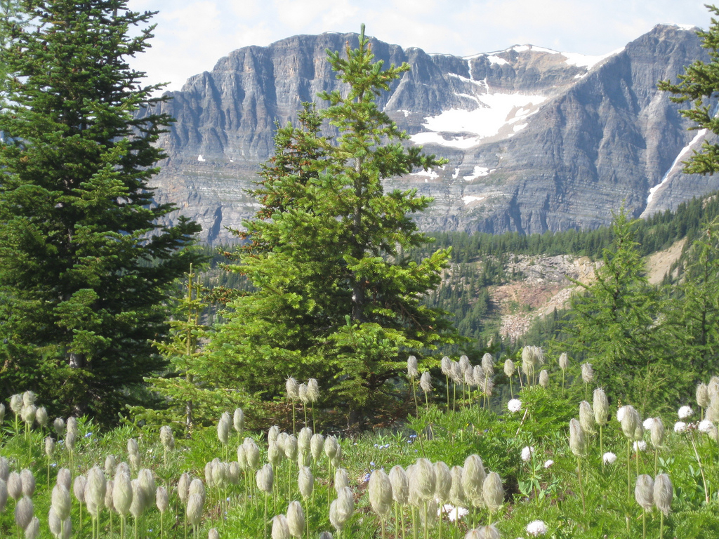 Botany Without Borders: Apical Dominance, Symmetry, and Christmas Tree ...
