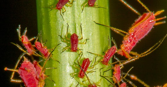 The Ohio Nature Blog: Red Aphids- Genus Uroleucon?