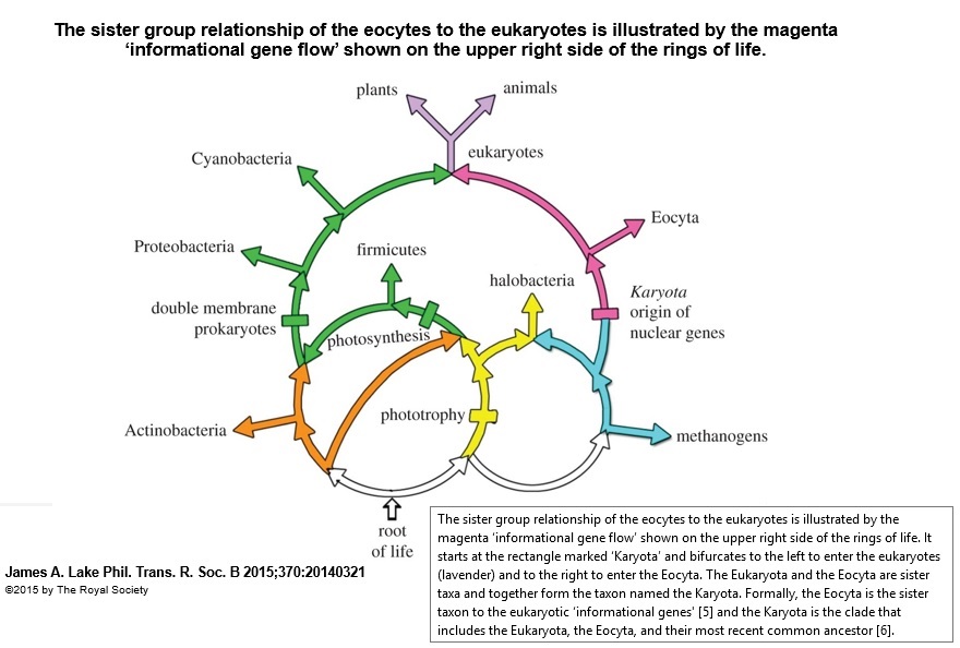 Sandwalk: Jim Lake and the Eocyte tree