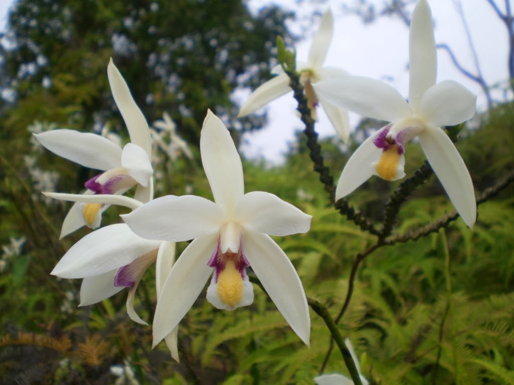 Wild Adventure - Central Borneo island: Terrestrial orchids?? Ground ...