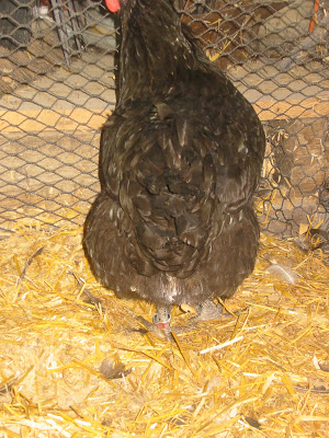 Java breeders: Black Javas