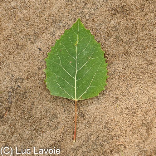 Arbres des parcs-nature et boisés de Montréal: Feuilles des peupliers