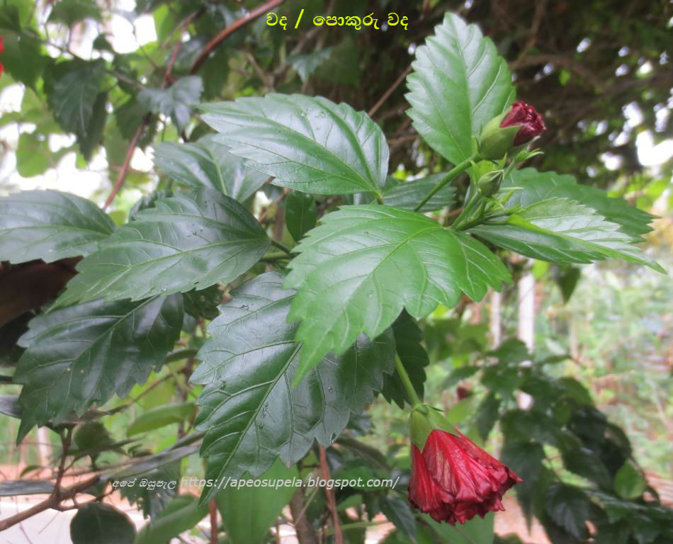 වද / පොකුරු වද [Wada] (Hibiscus rosa-sinensis) ~ අපේ ඔසුපැළ Medicinal ...