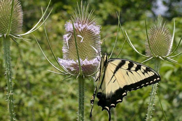 HOW TO GROW TEASEL FROM SEED |The Garden of Eaden