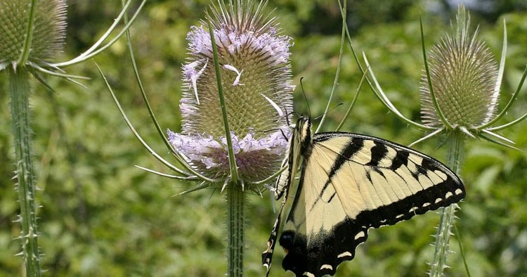 HOW TO GROW TEASEL FROM SEED |The Garden of Eaden
