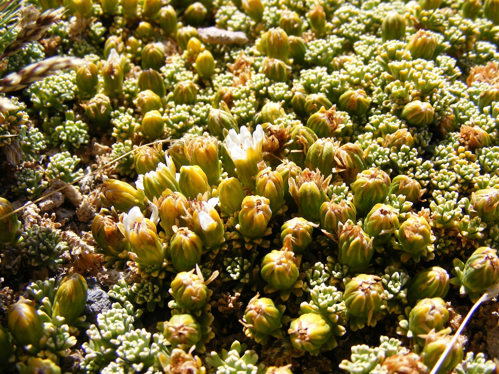 Desde este lugar del mundo: Flora y Fauna de la Puna de Atacama