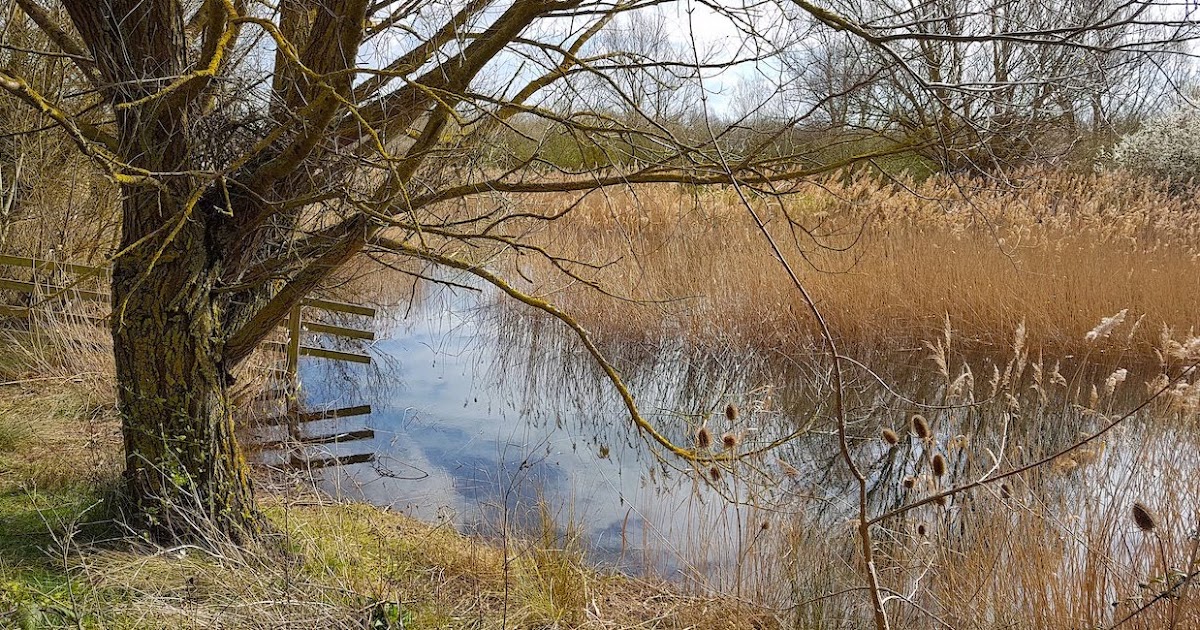 Cambridgeshire walks: Needingworth Nature Reserve hidden lakes