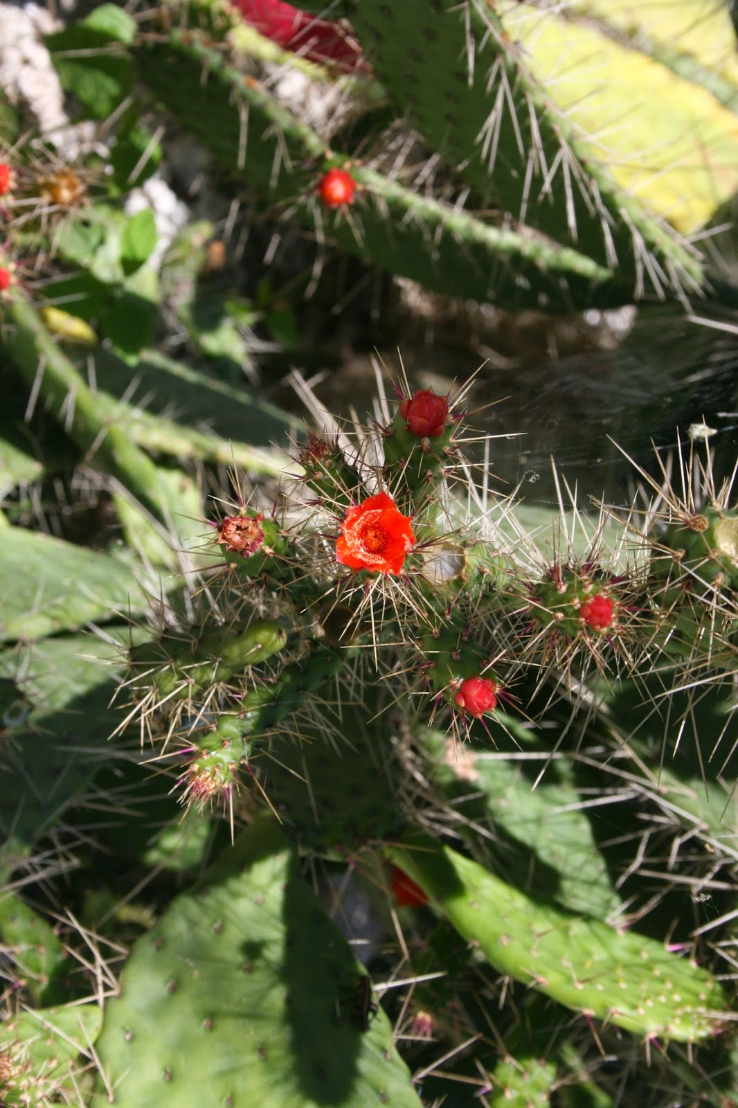 Native Florida Wildflowers: Semaphore Cactus - Opuntia corallicola
