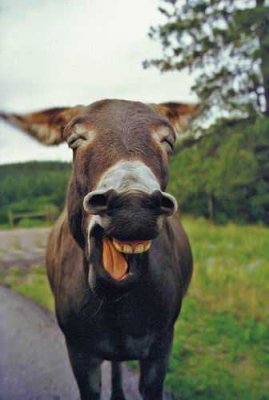 Download Free Funny Animals Faces Photos | Funny Collection World