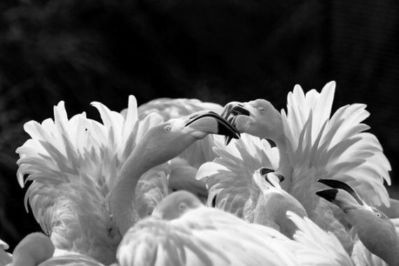World of fotos: Πανέμορφες ασπρόμαυρες εικόνες με ζώα!