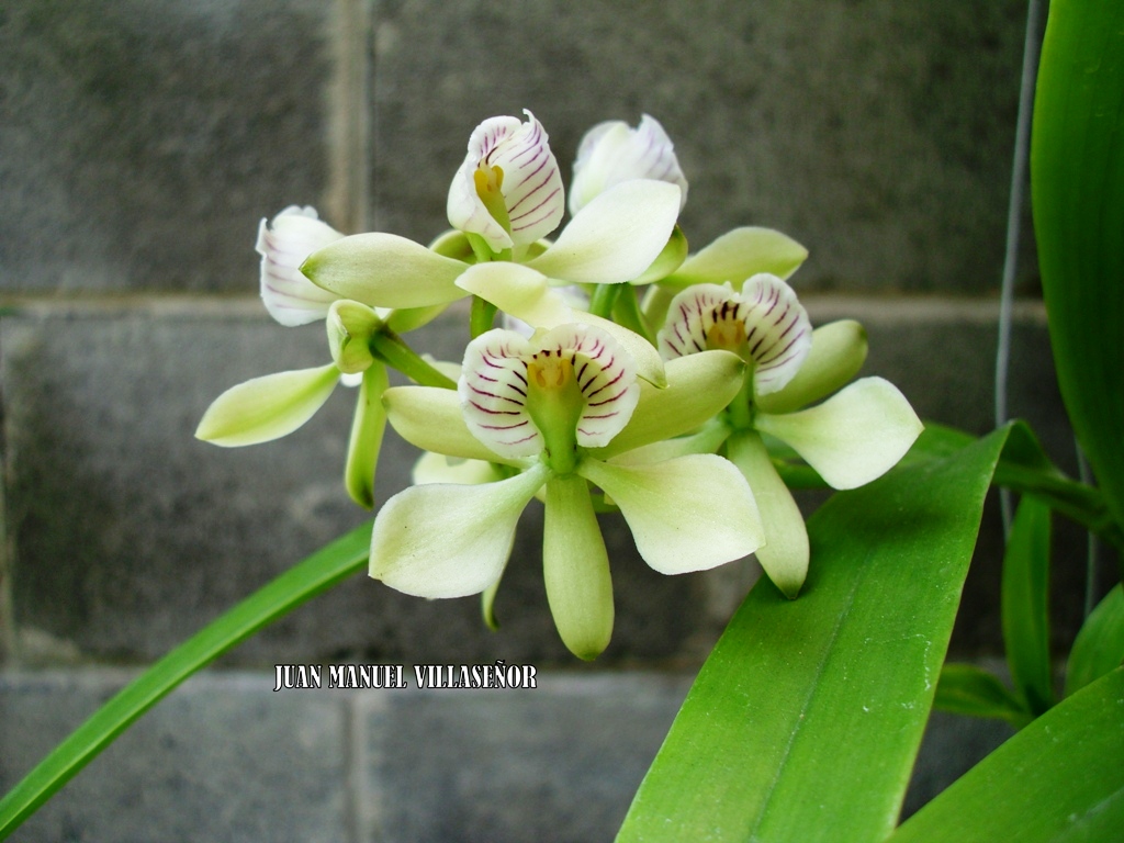 ORQUIDEAS MEXICANAS: Prosthechea radiata
