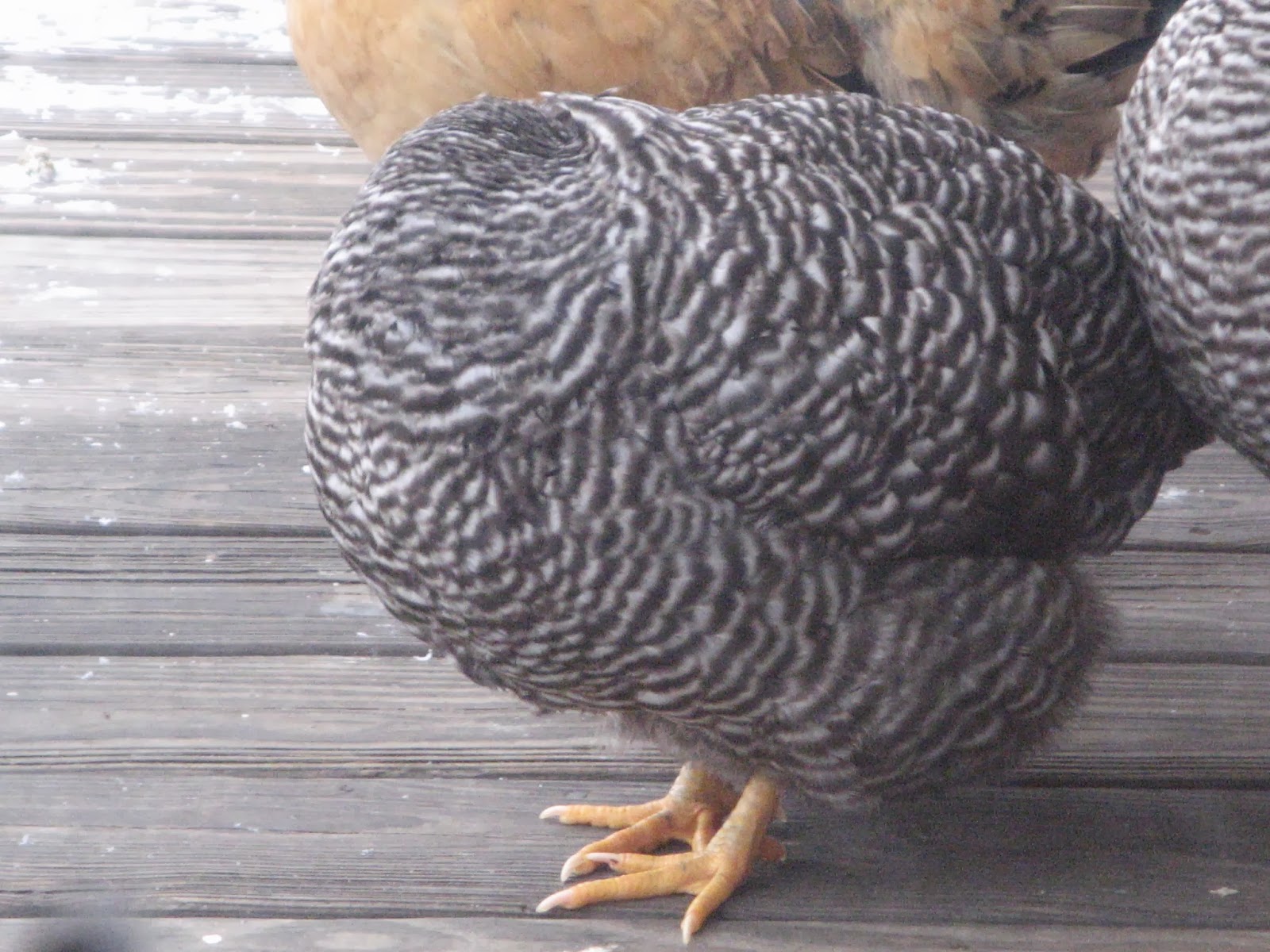 Animal Instinct: Headless Hen