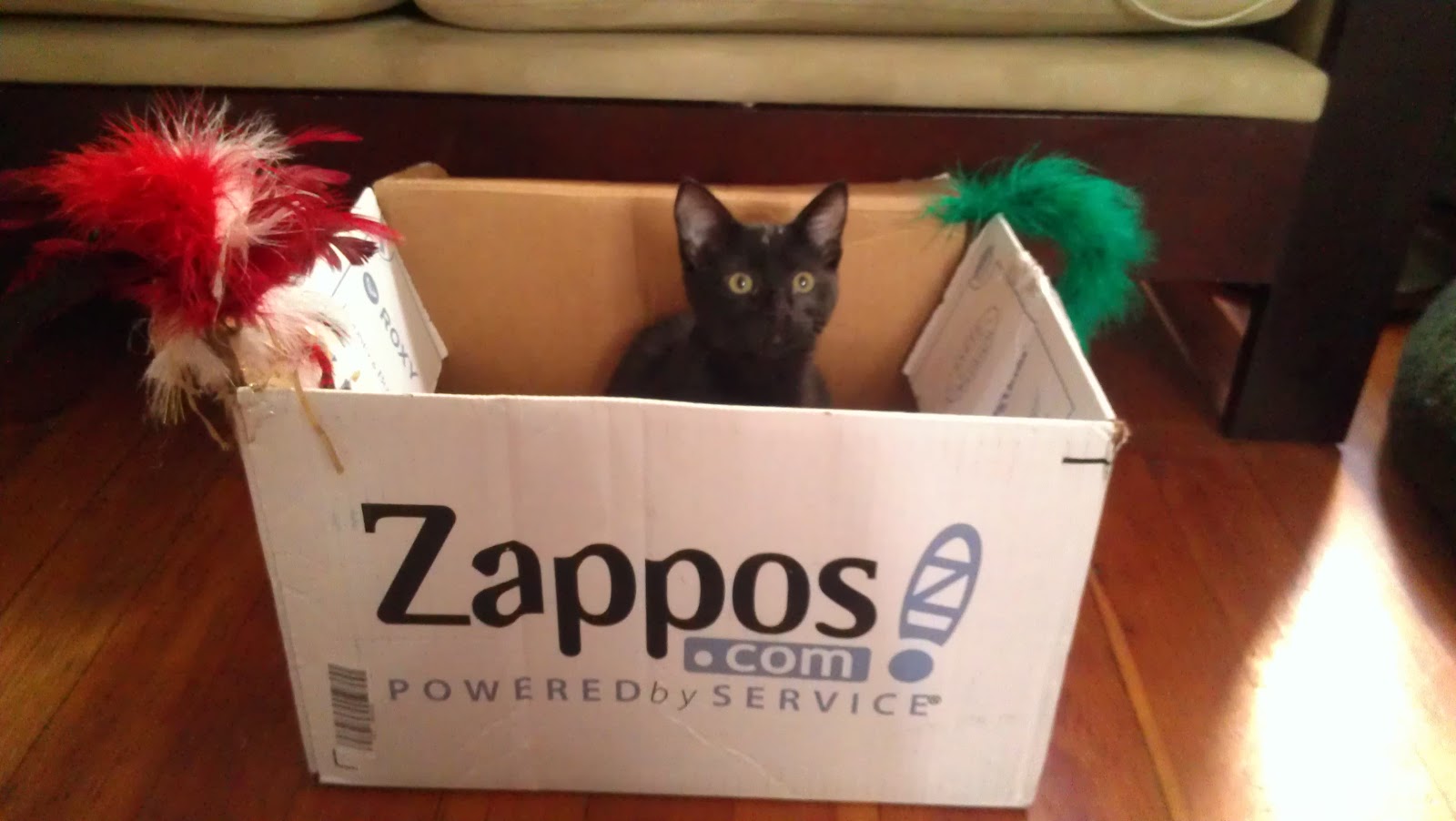 Professional Crasher - Jaime Kornick: Zappos