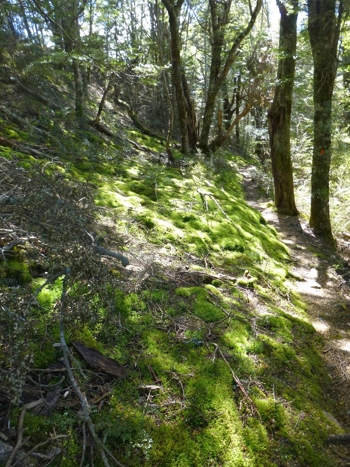 Another Day in New Zealand: Aparima Hike