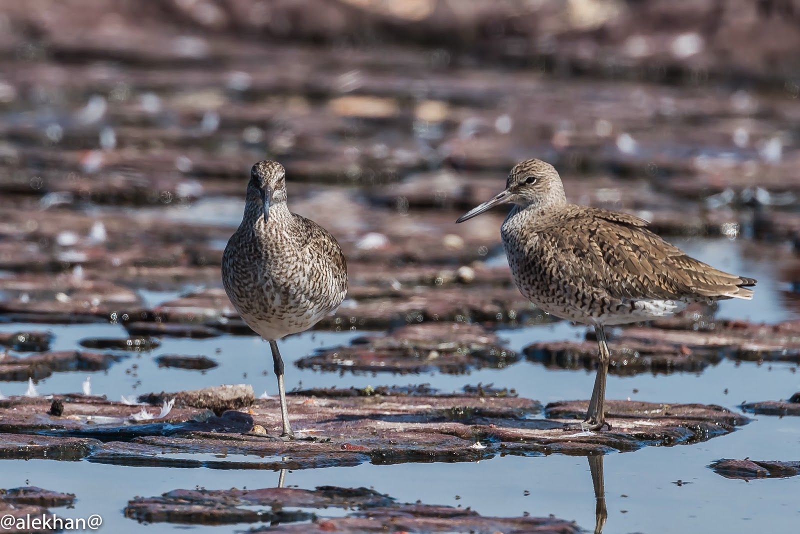 Pájaros, Pajarracos: Playero grande (Willet)