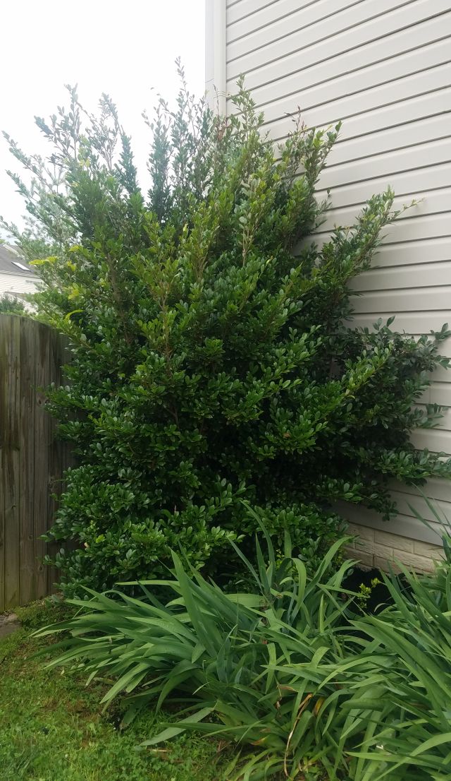 Future Plants by Randy Stewart: Isu Tree