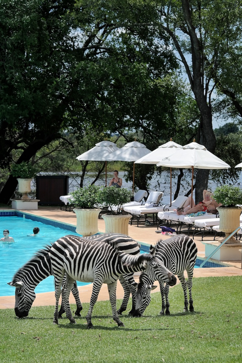 The Royal Livingstone Hotel: Where Zebra are Your Neighbors ~ Life Is ...