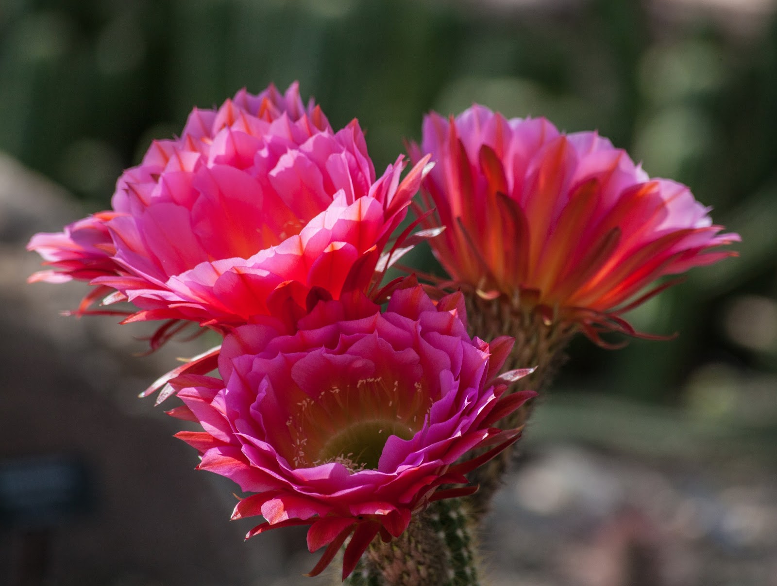 Walking Arizona: The Most Spectacular Flowers Ever