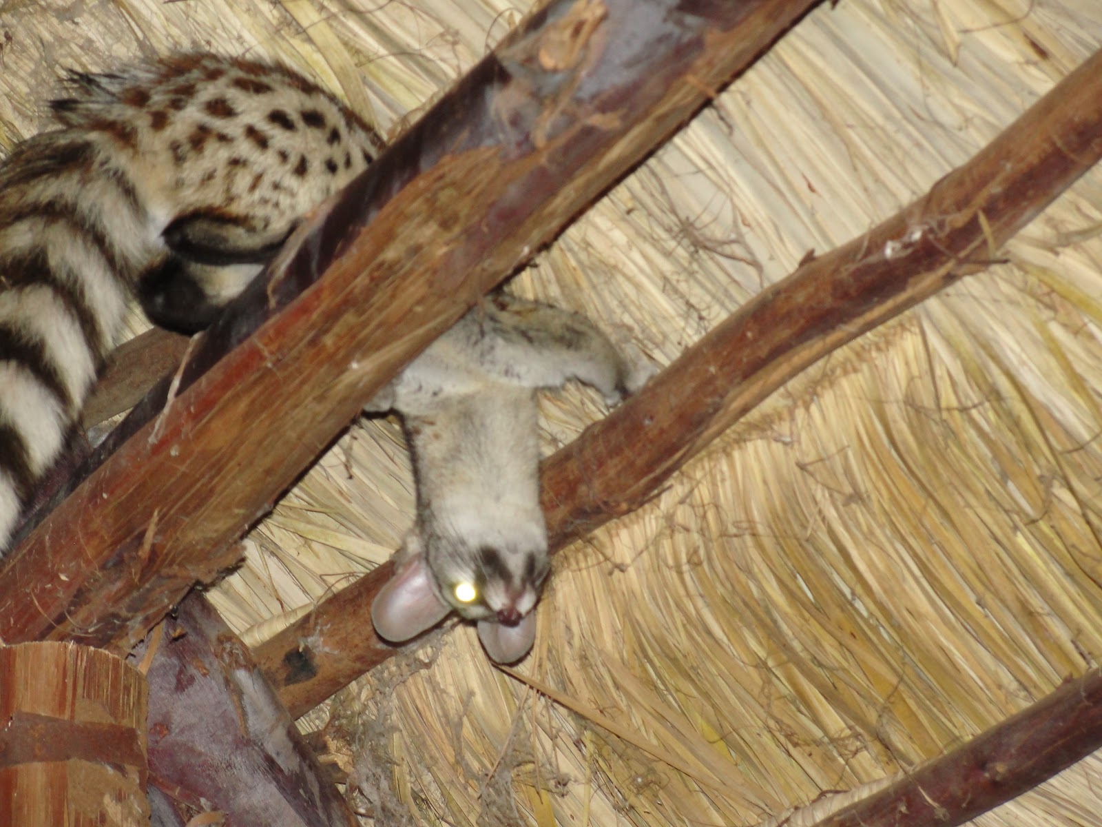 Adventures with Cheetah Poop