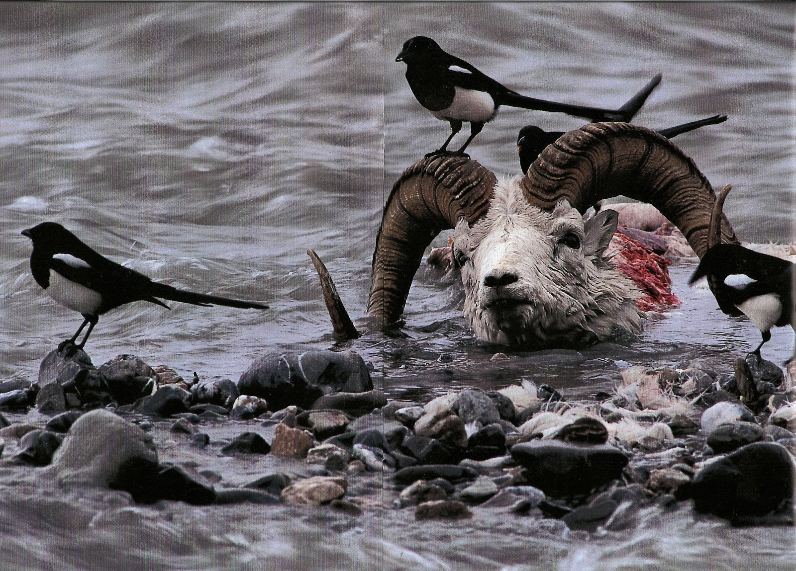 Wearable Art & Costume Design: MACBETH: bird concept