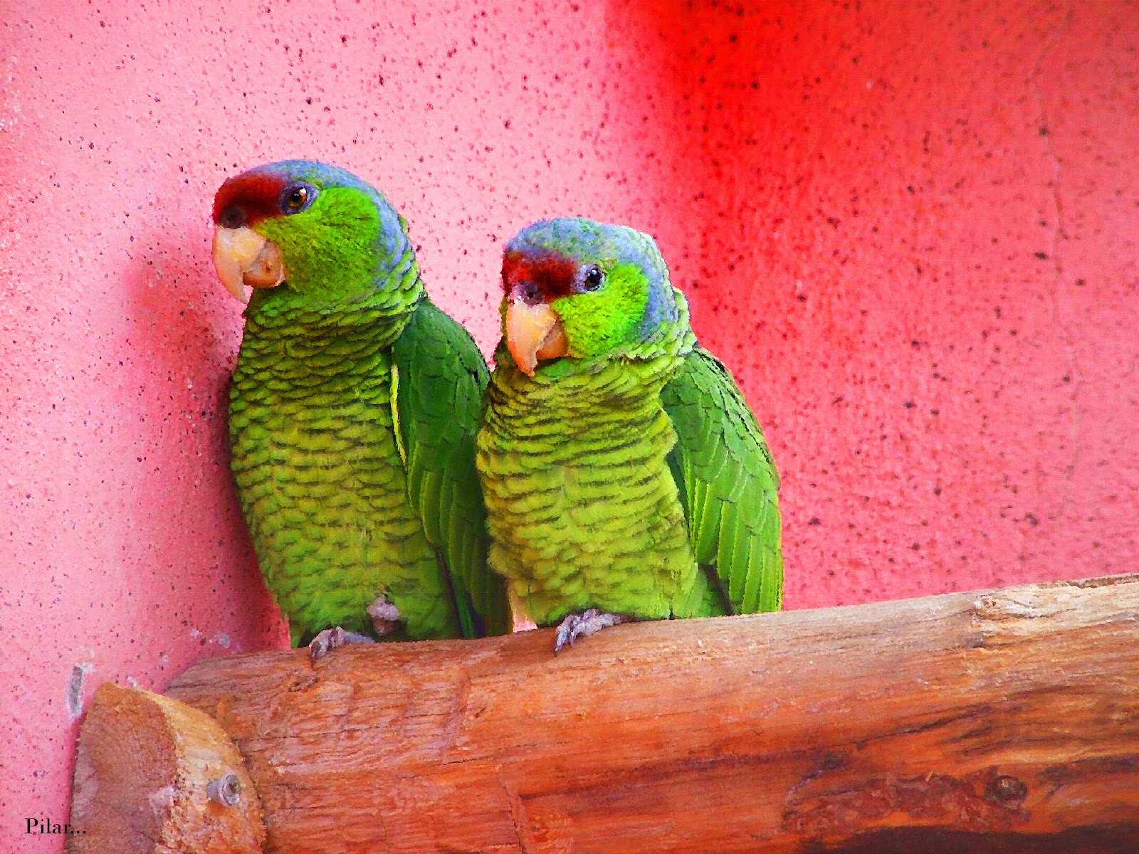 PILAR Y SUS COMPLICES: LORITO...LORITO....