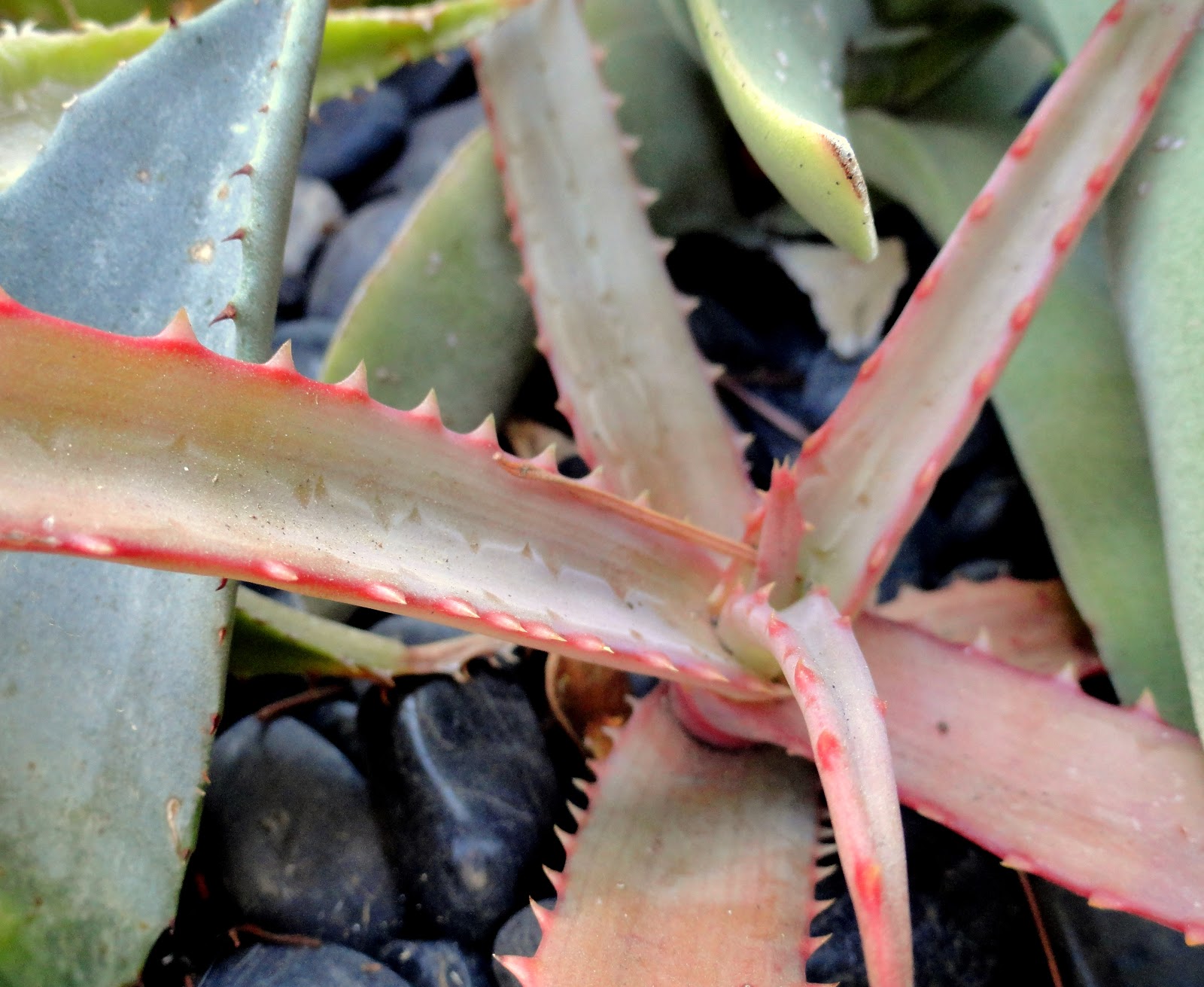 danger garden: Color up for Foliage Follow-up!