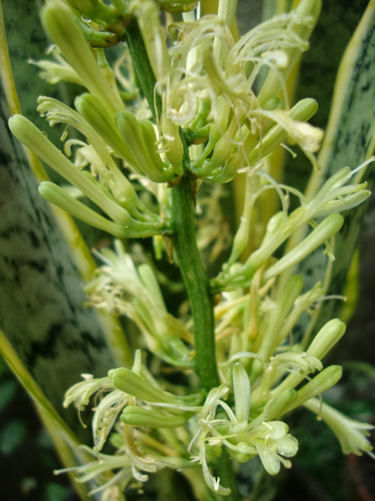 My Blog ... Activities: Espada Plant Flower