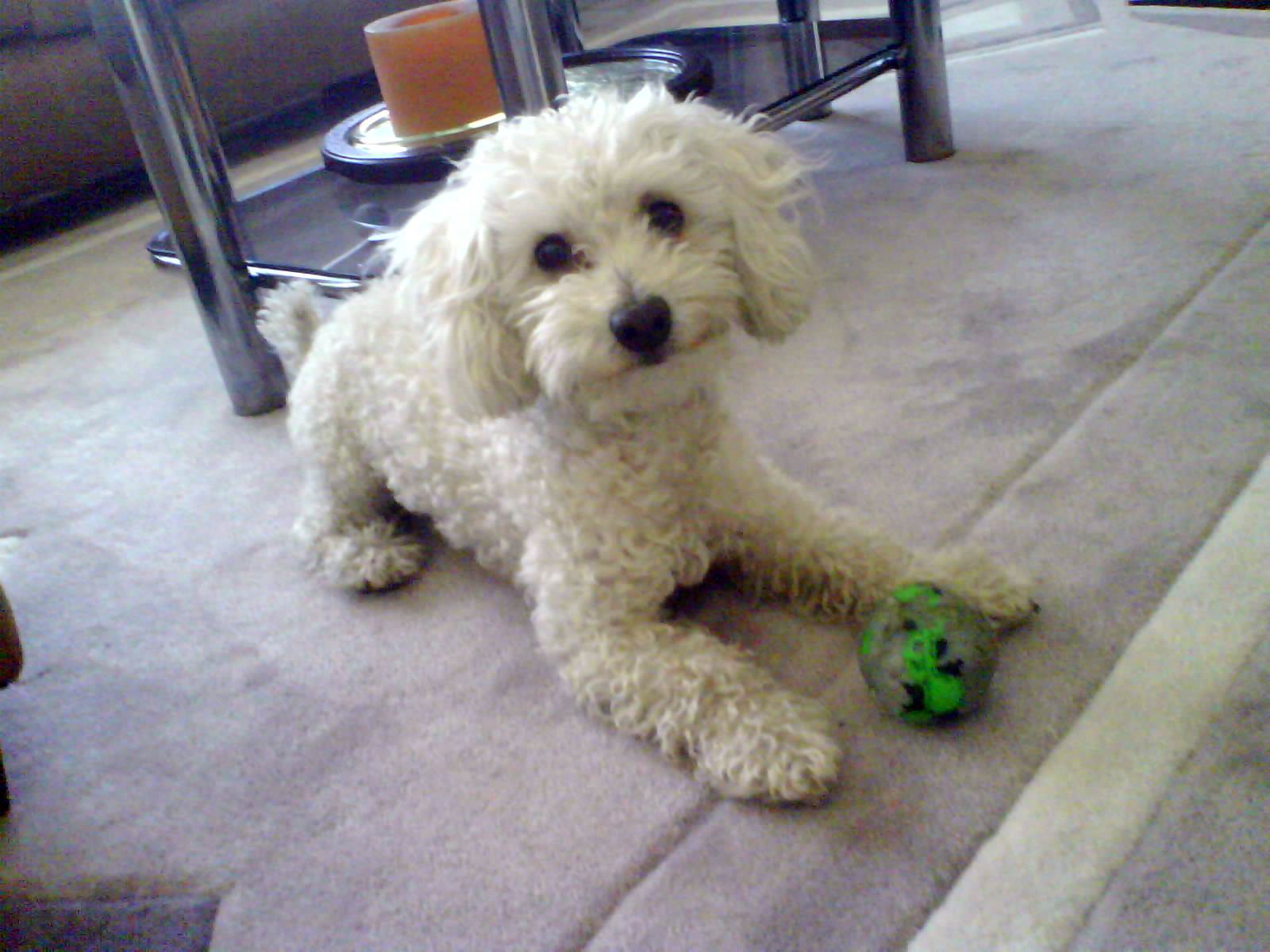 Raza french poodle mini toy - Imagui