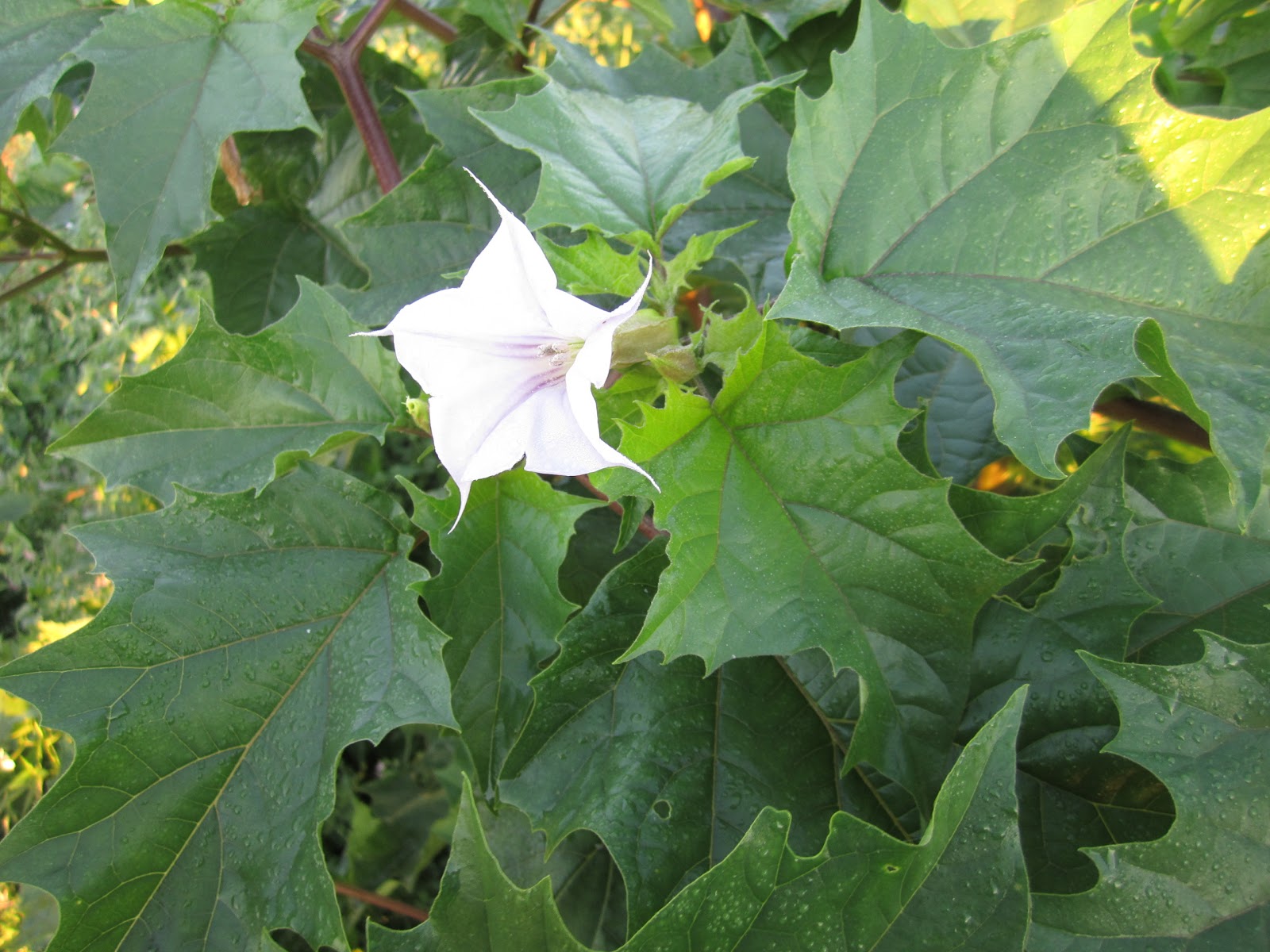 PASEOS POR EL CAMPO. ESTRAMONIO: NO ES ORO TODO LO QUE RELUCE