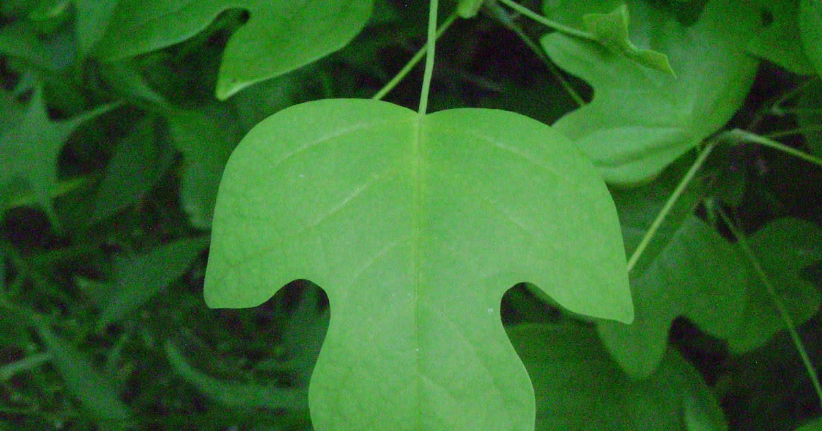 Found on the Trail: Odd Leaf