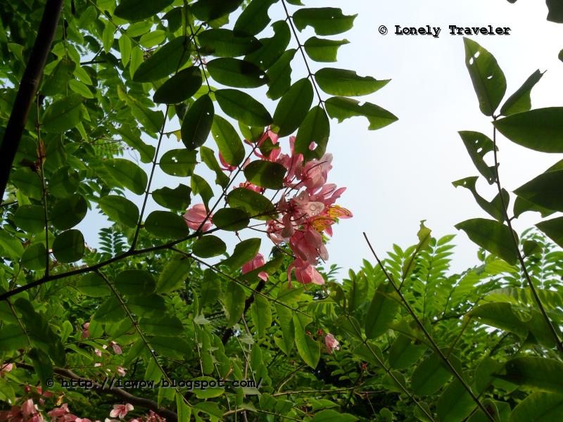 Burmese Shonalu Ful(বার্মীজ সোনালু ফুল) - Cassia javanica