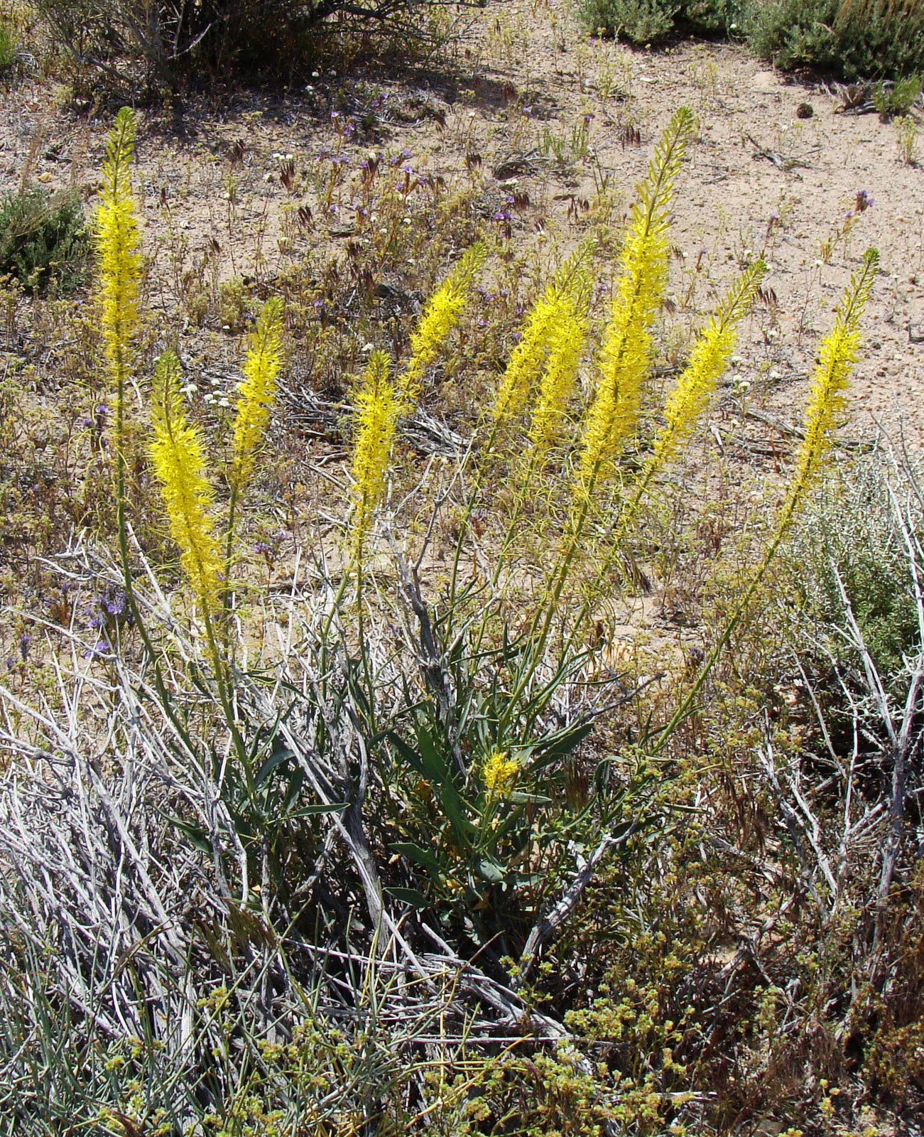Urth Picture Post: Western Utah Flowers