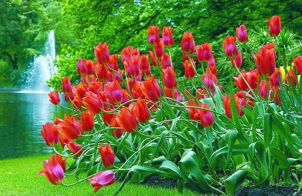 wallpaper gambar bunga tercantik terbaru - MEDIA 071