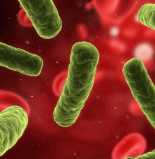 Desty Dipta Wulandari: ENTEROBACTER AEROGENES