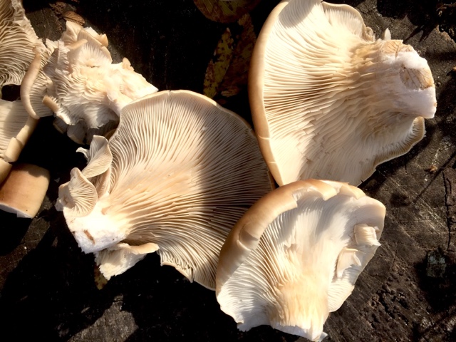 The Foraged Foodie: Winter oyster mushroom identification tips for ...