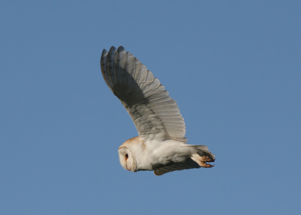 Mike Randall Bird Photography: Barn Owl flight