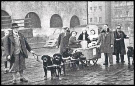 Rottweiler or Rottie | Australian Dog Lover