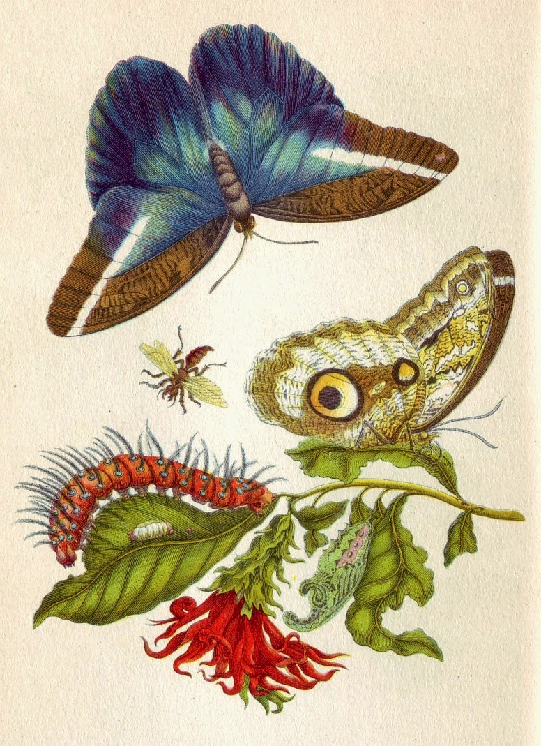 Mujeres pintoras: Maria Sibylla Merian (1647-1717)