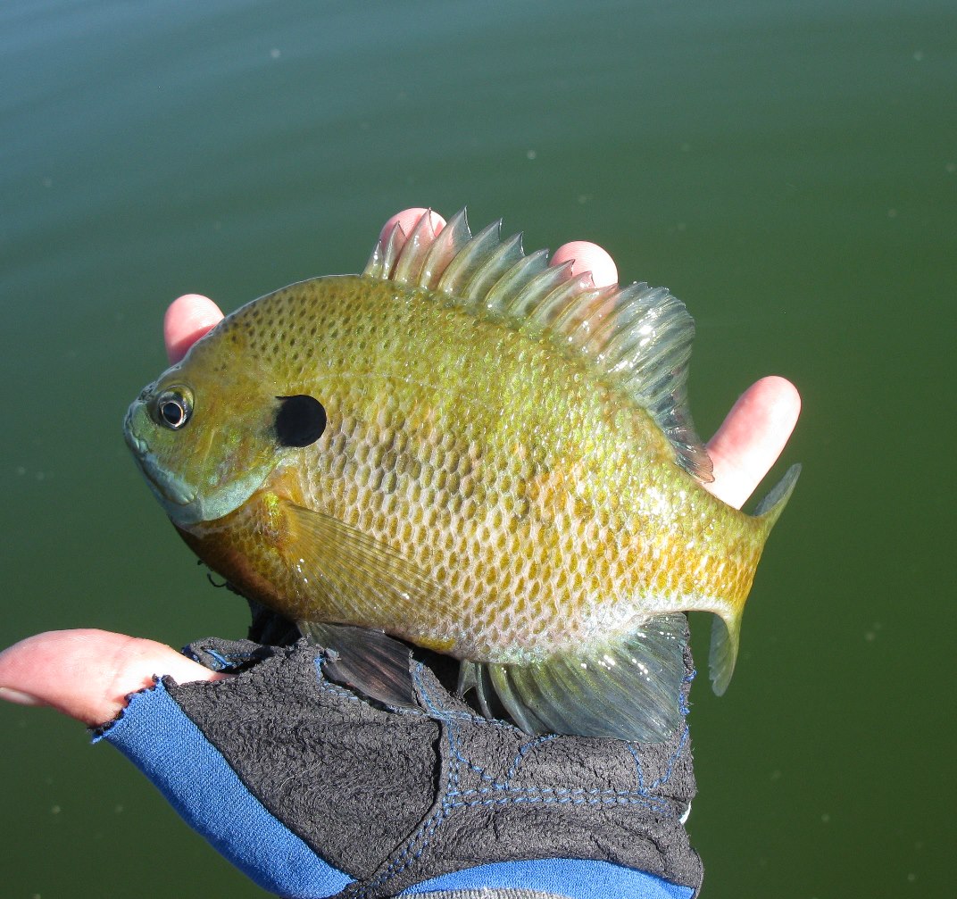 ColoradoCasters: Hello Panfish!